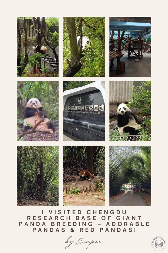 I Visited Chengdu Research Base of Giant Panda Breeding – Adorable ...