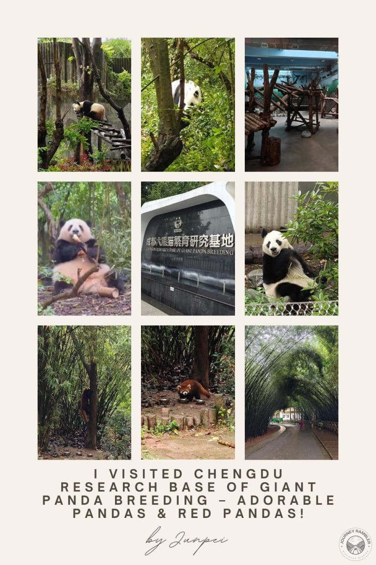 I Visited Chengdu Research Base of Giant Panda Breeding – Adorable ...