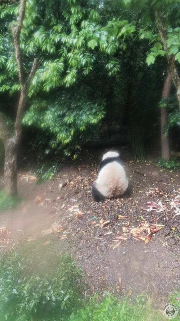 I Visited Chengdu Research Base of Giant Panda Breeding – Adorable ...