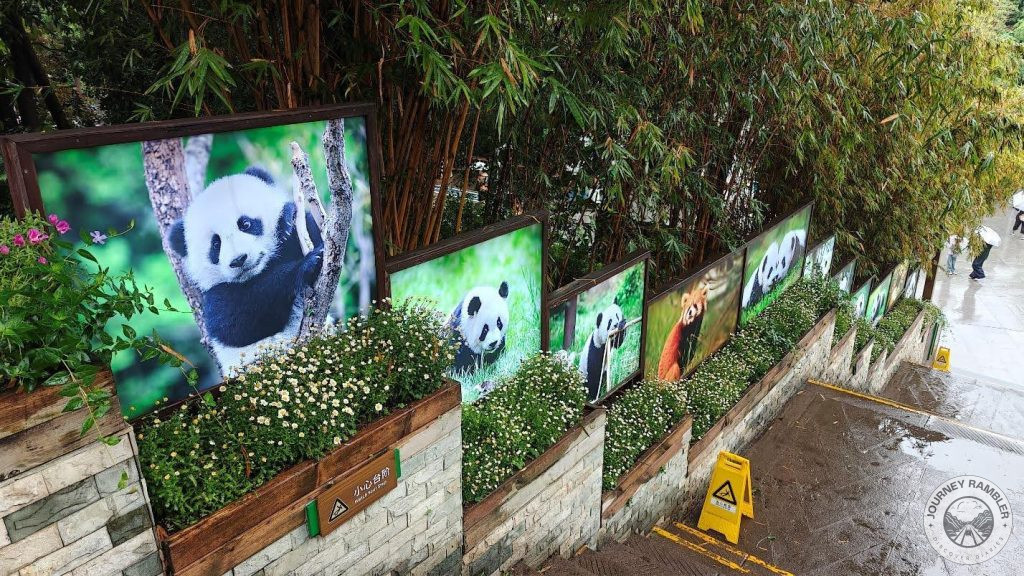 I Visited Chengdu Research Base of Giant Panda Breeding – Adorable ...